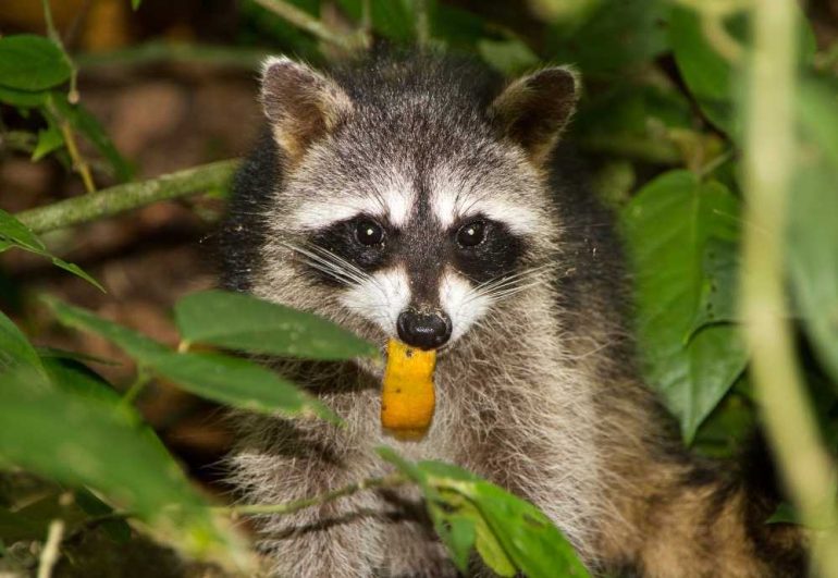 What Does a Raccoon Eat? - THE ANSWERS CAFé
