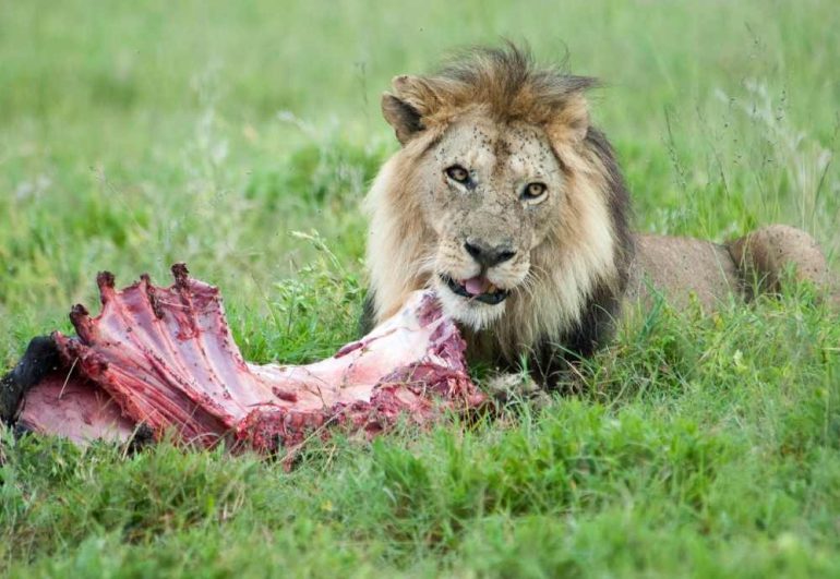 What Does a Lion Eat? - THE ANSWERS CAFé